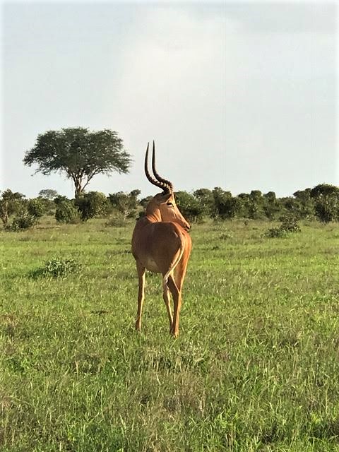 August 2 — White Giraffes Found in Kenya (2017) – Today in Conservation