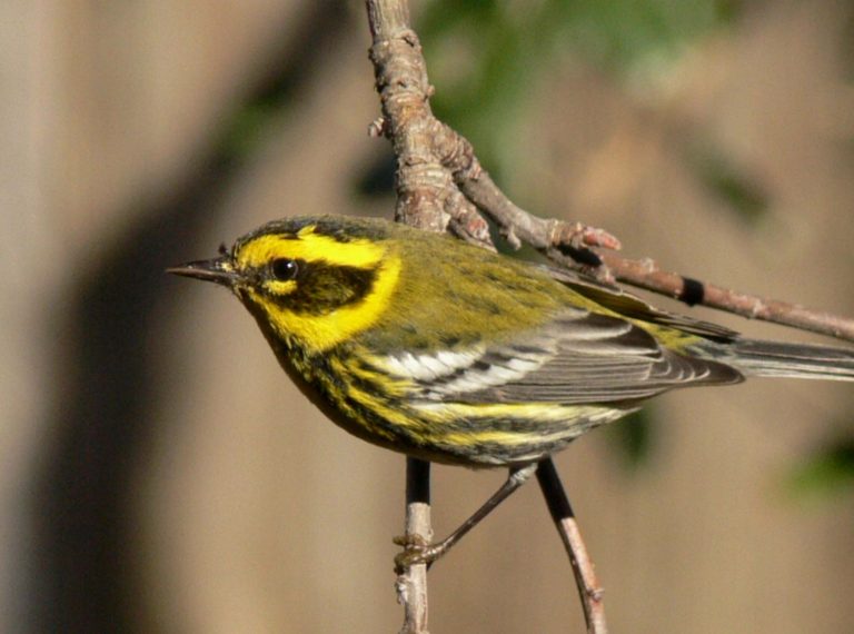 August 10 — John Kirk Townsend, Pioneering Naturalist, Born (1809 ...