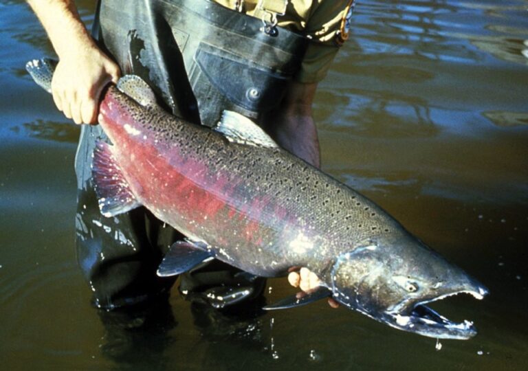 February 12 — Judge Boldt Affirms Native American Fishing Rights (1974 ...